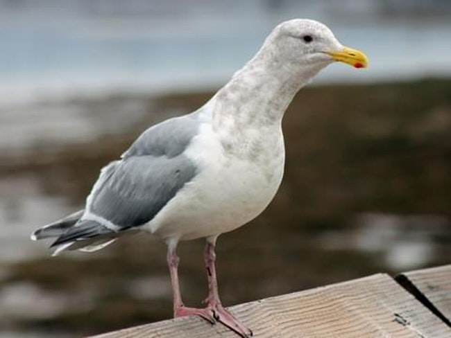 COLUMN: Birds, our fellow bipeds - Salem Reporter