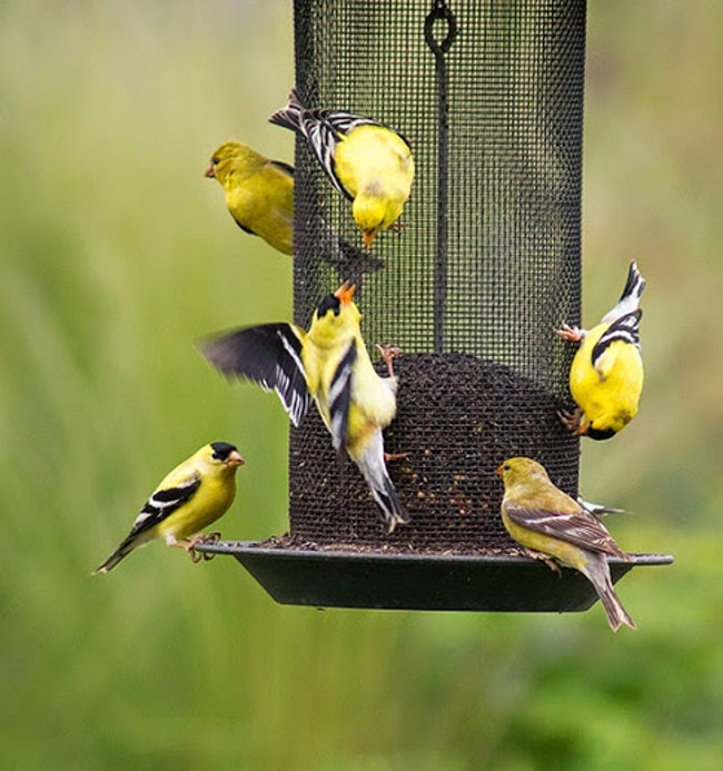 COLUMN: Birds begin their shift to spring clothes - Salem Reporter