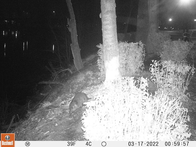 Beaver spotted girdling cottonwood trees at Riverfront Park - Salem ...