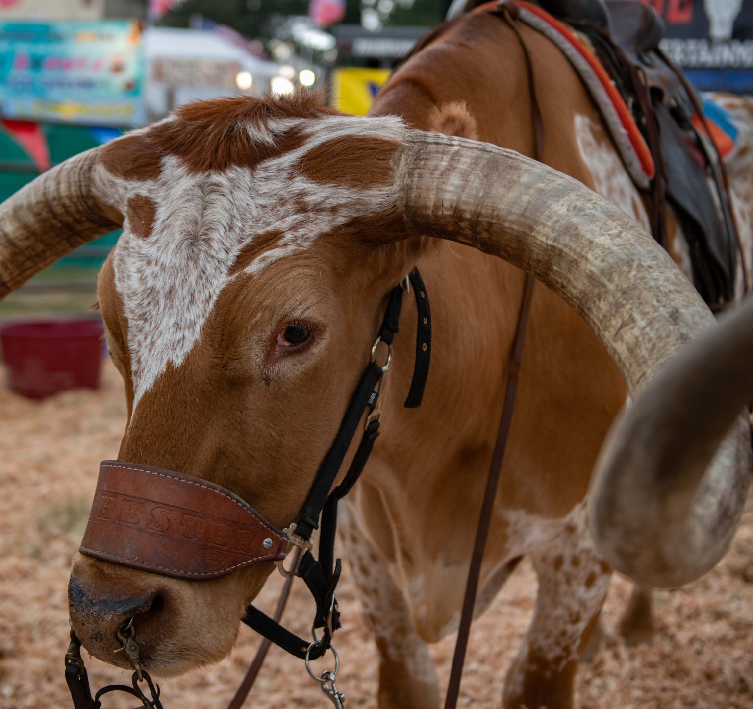 PHOTOS: Animals and adventures at the Oregon State Fair - Salem Reporter