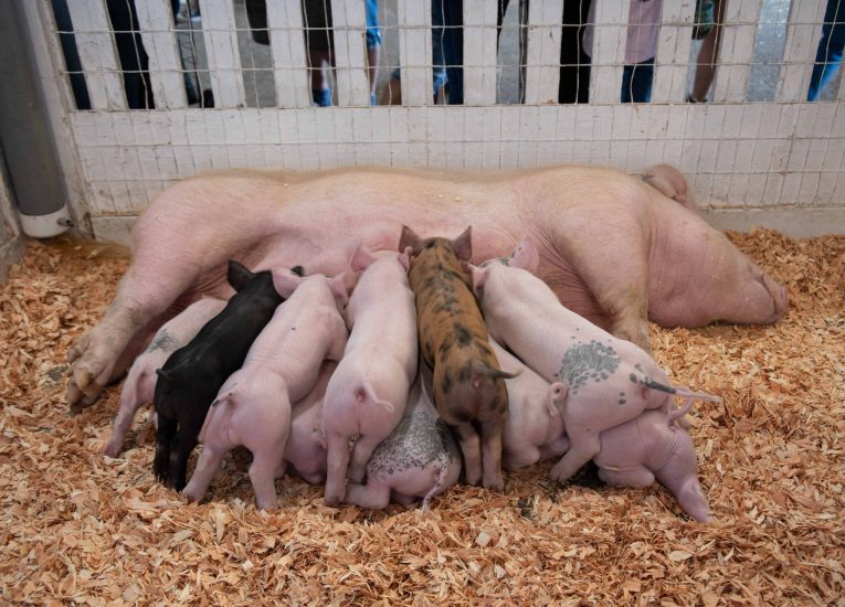 PHOTOS: Animals and adventures at the Oregon State Fair - Salem Reporter