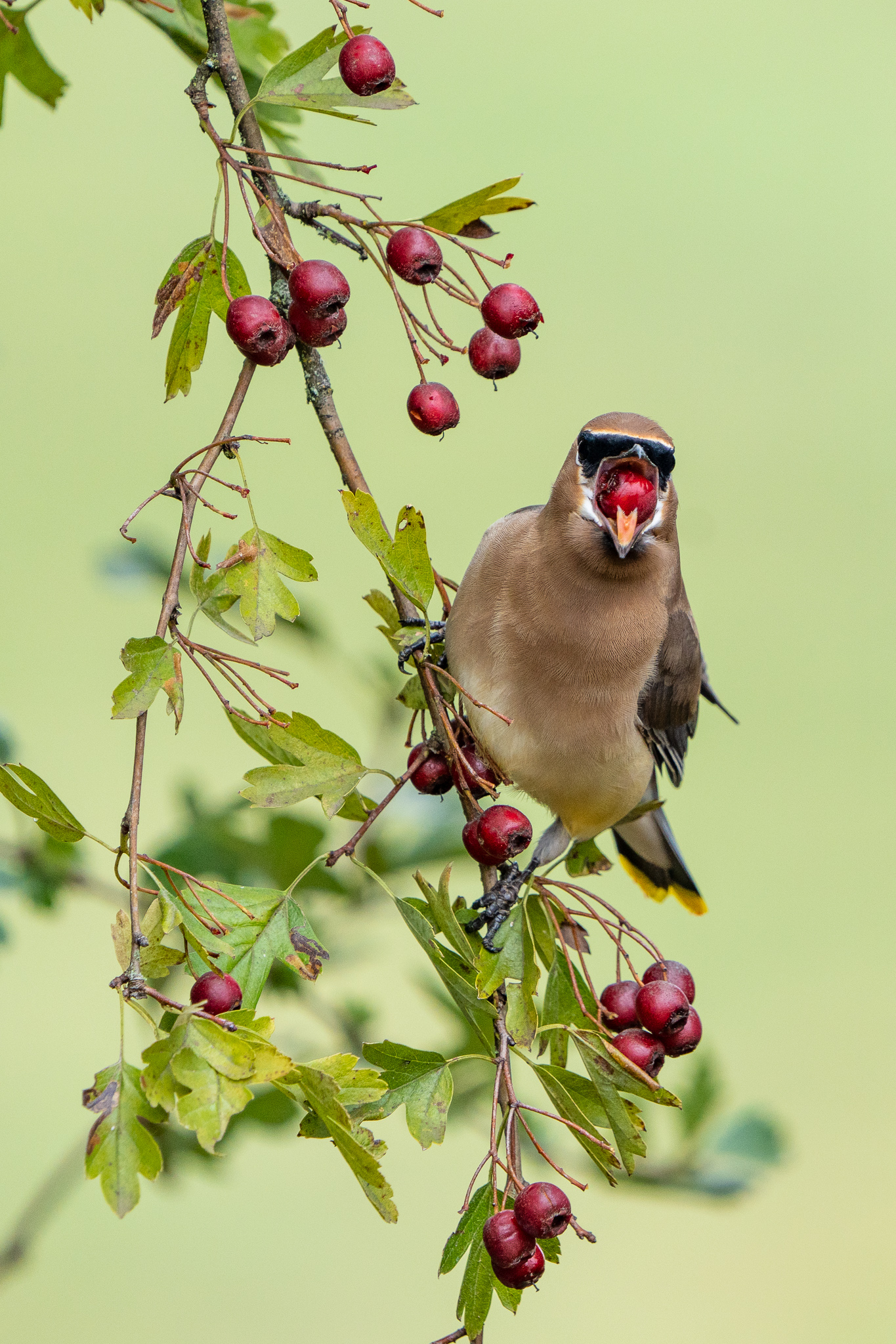 COLUMN: Some birds are berry interested - Salem Reporter
