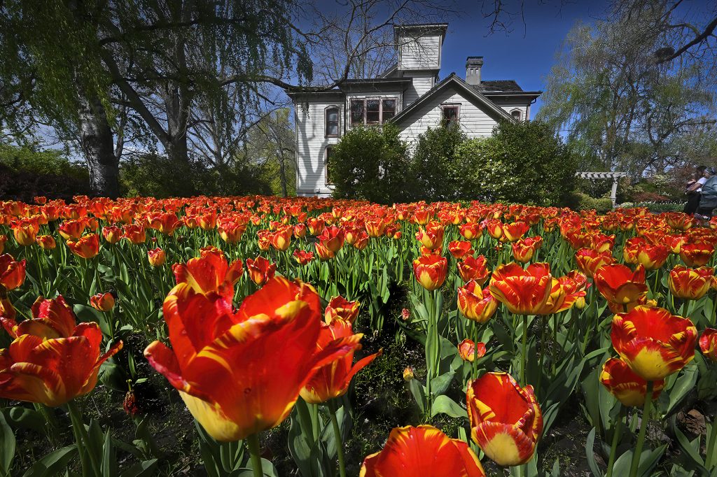 5 things to do in Salem this week: Doggie Dash, First Friday Art Walk ...