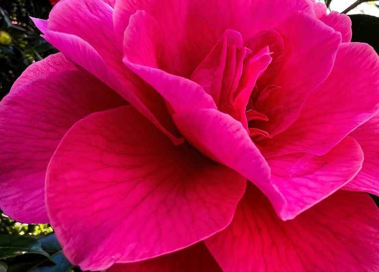 PHOTOS: Spring blooms emerge in Salem - Salem Reporter