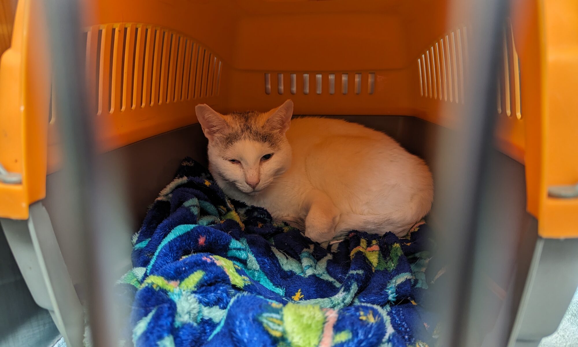 X-rays coming to Salem’s shelter pets - Salem Reporter