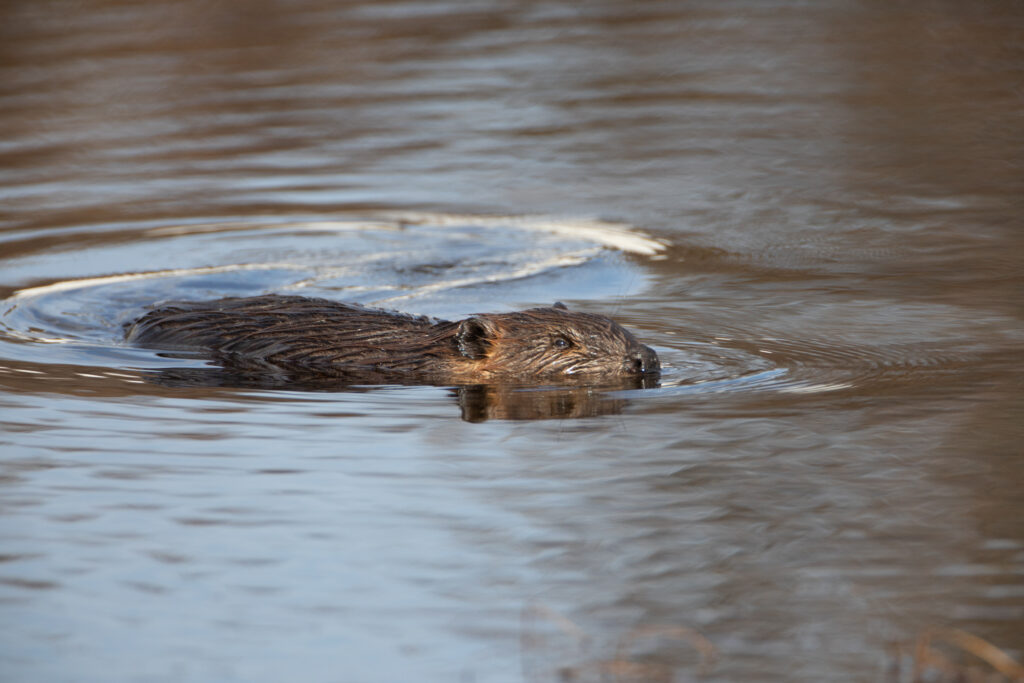 No longer considered predators, Oregon beavers get new protections from ...