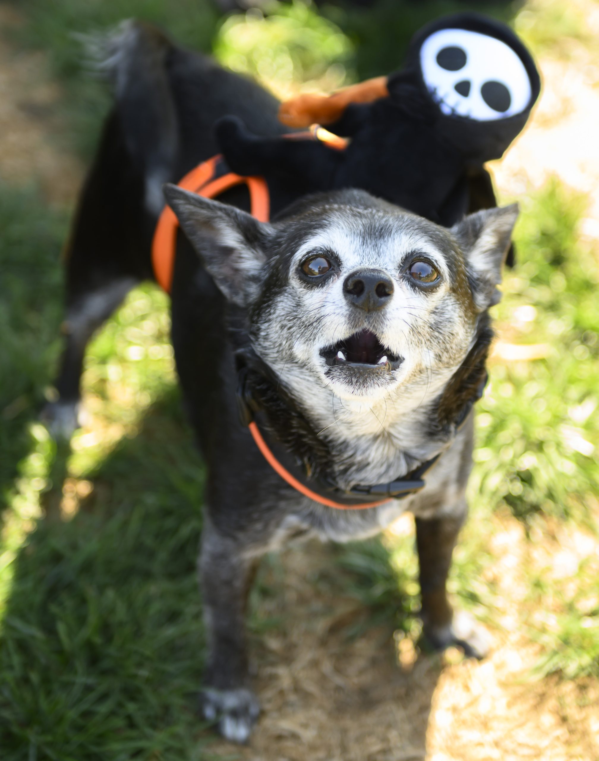 PHOTOS: Dog doppelgängers, costumes and limbo on display at WillaMutt ...