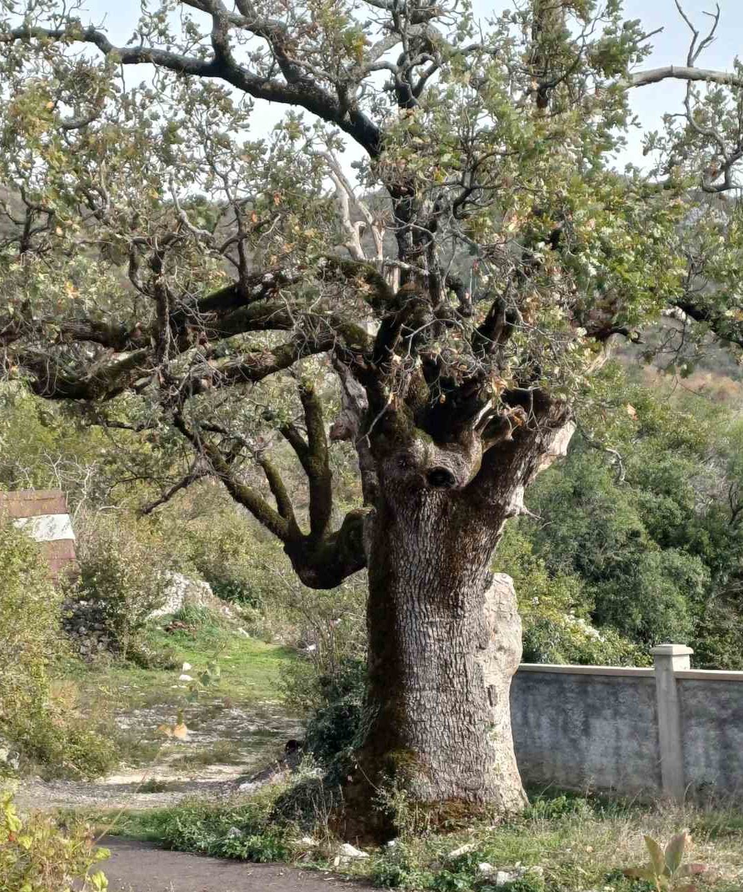 Potential removal of Salem white oak raises community support and sheds ...