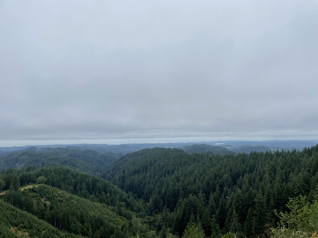 Oregon inks agreement with developers to enter entire state forest into ...