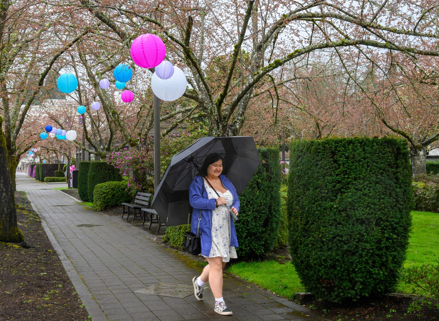 No blossoms, but rainy cherry festival still proves a hit in Salem ...