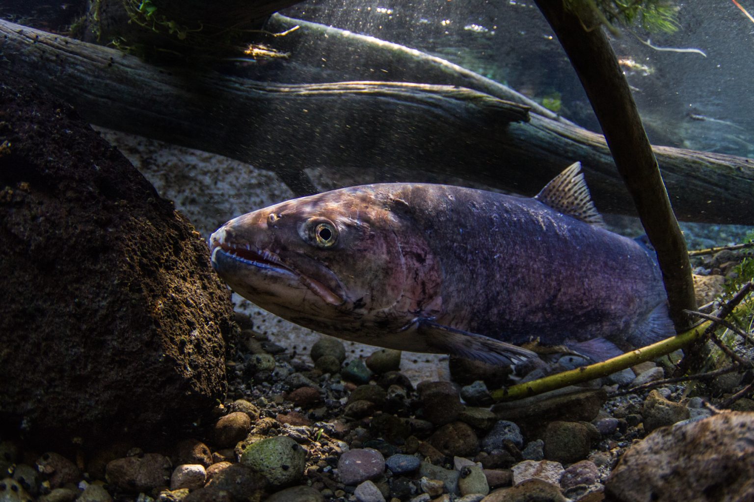Climate change coupled with migration of non-native species pose threat ...