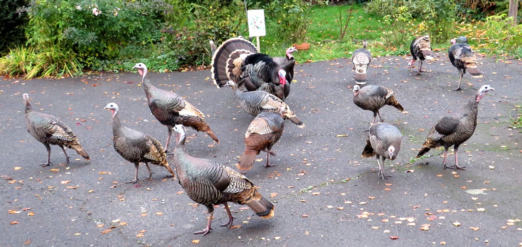 COLUMN: Salem-area turkey flocks expand their range - Salem Reporter