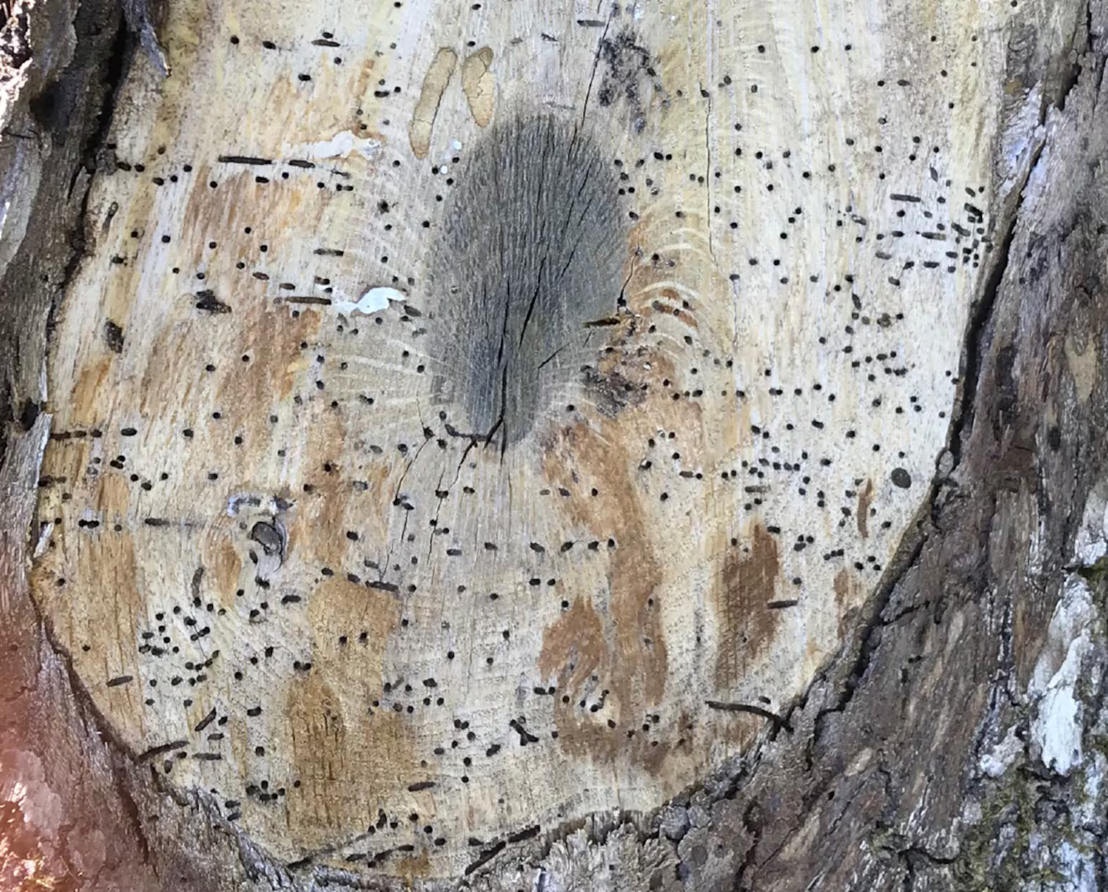 Oak-killing pest spreads through Willamette Valley, threatening native ...