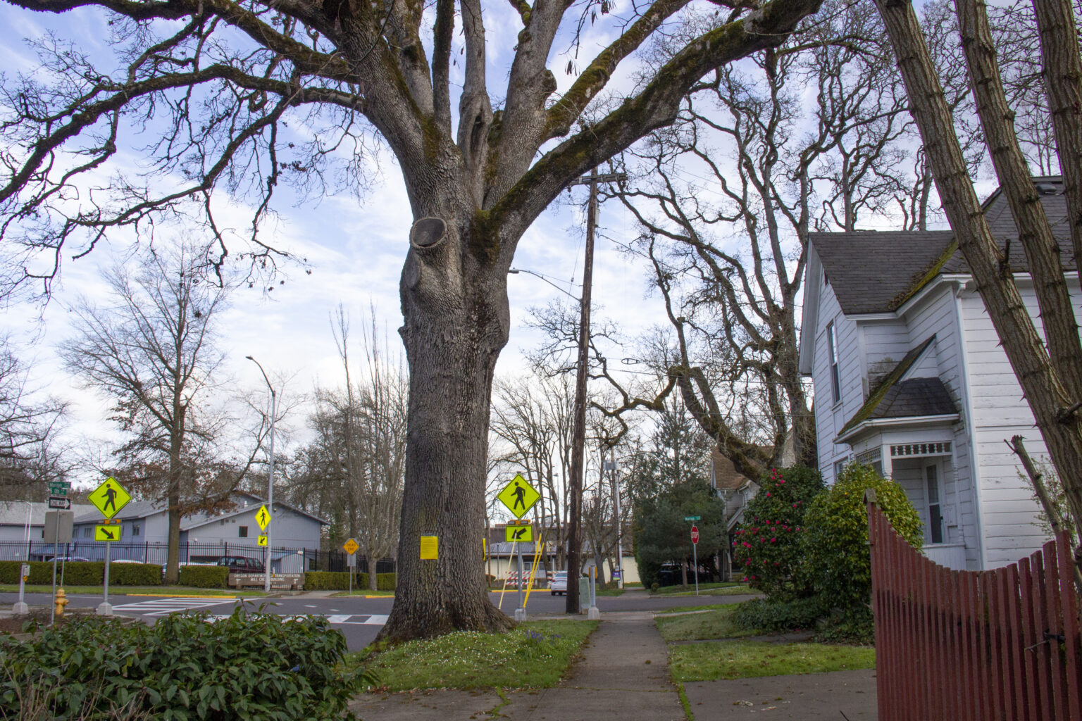 Salem’s oldest known tree to be cut down in April - Salem Reporter