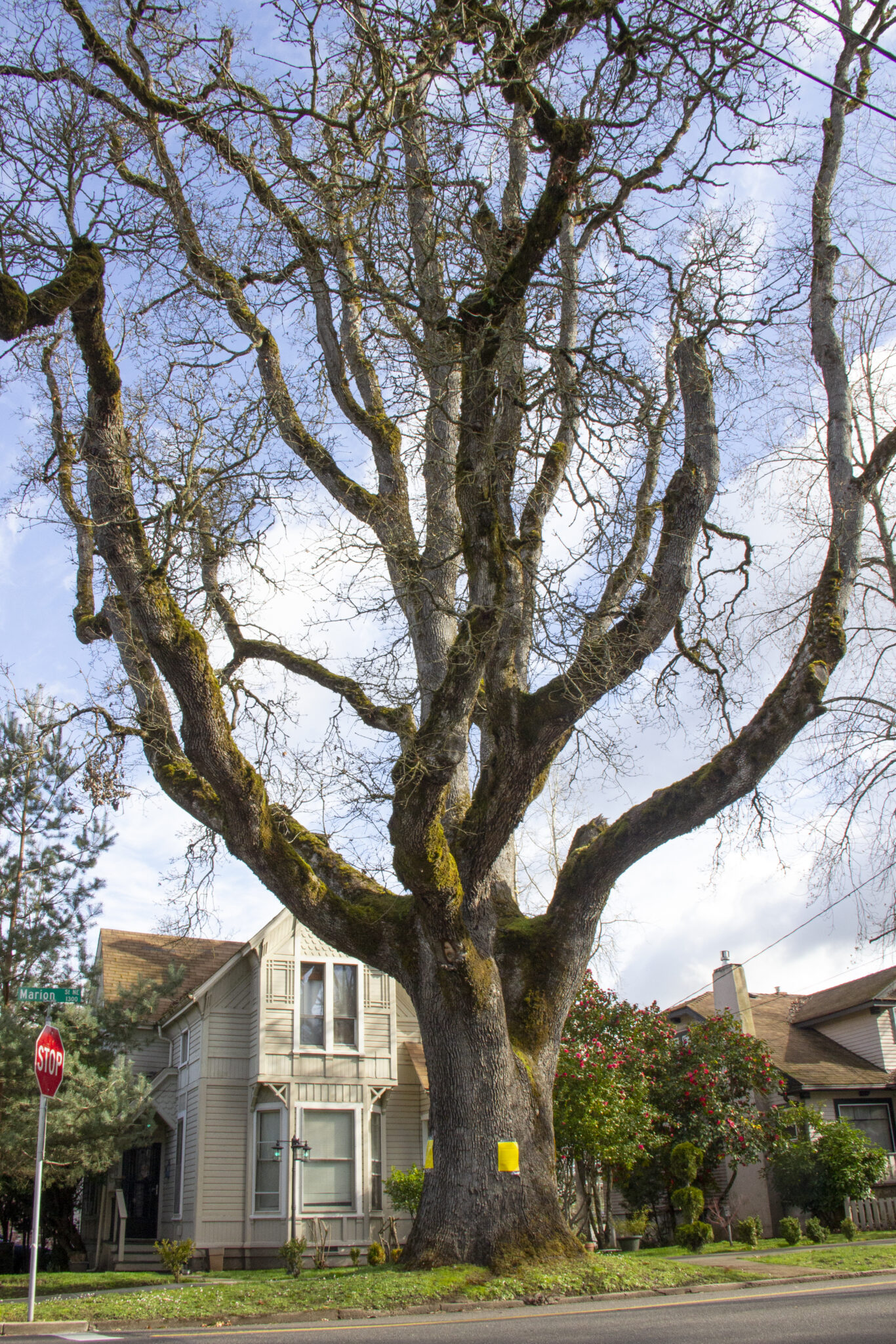 Salem’s oldest known tree to be cut down in April - Salem Reporter