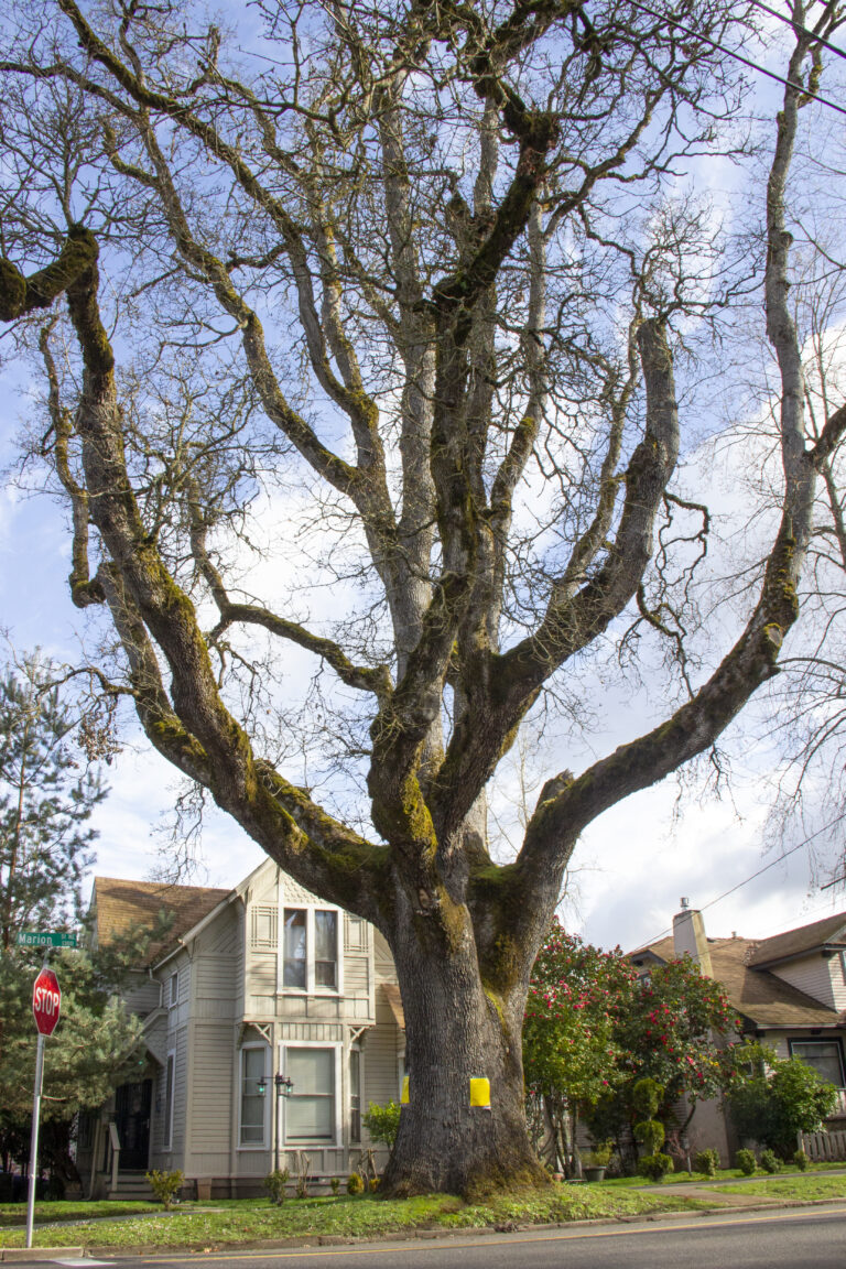 Salem’s oldest known tree to be cut down in April - Salem Reporter