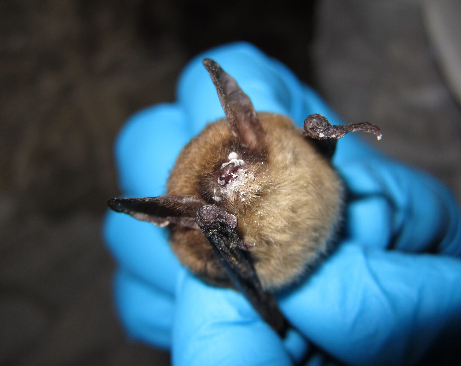 Deadly fungal disease that attacks bats detected for first time in ...